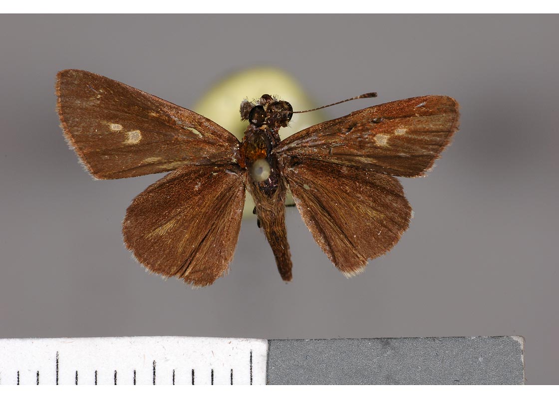 Vehilius stictomenes madra (type specimens)